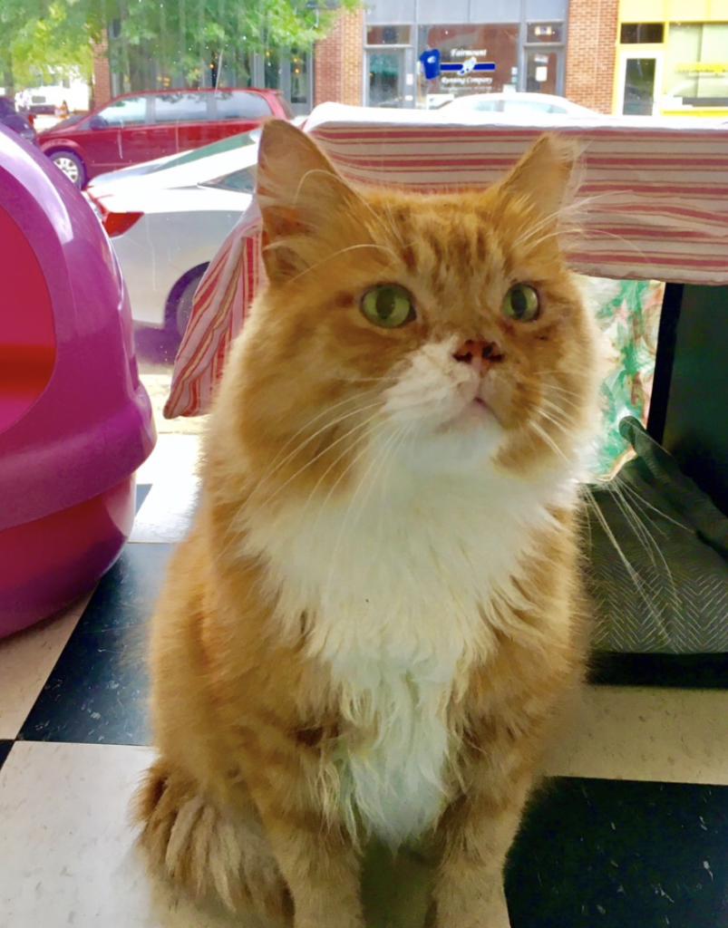 Baltimore Pet Shoppe » Adoptables