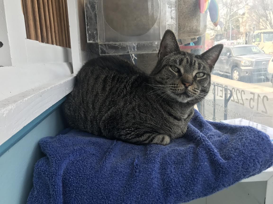 Baltimore Pet Shoppe » Adoptables